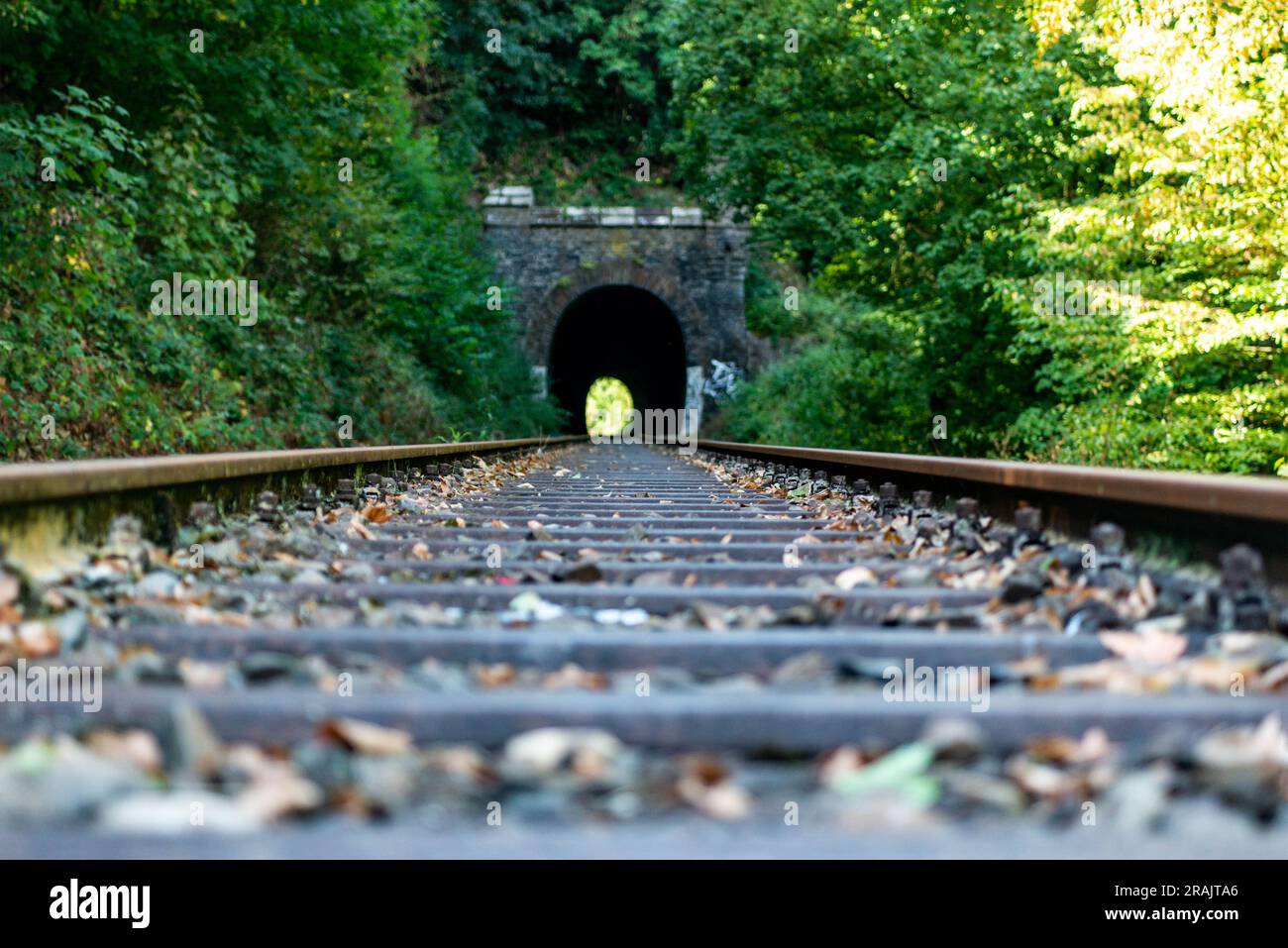 a railway in the spring forest. Tunnel of rails, trees and the railroad ...