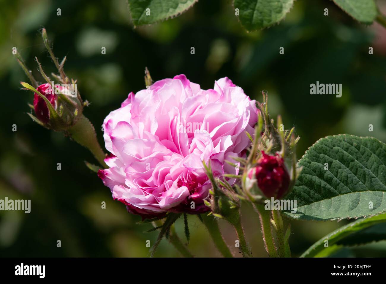 Leda hi-res stock photography and images - Alamy