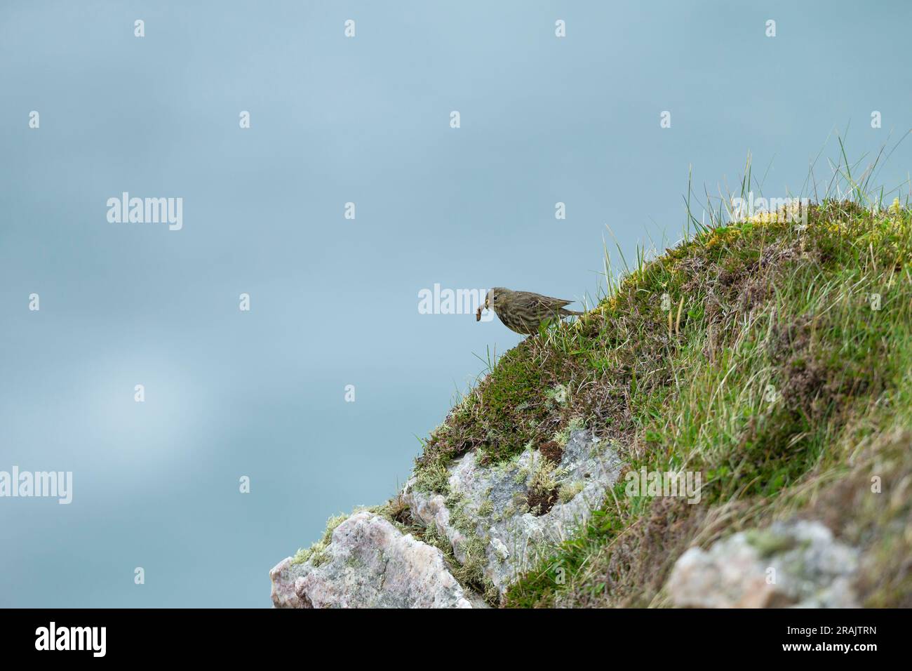 Prey 2022 hi-res stock photography and images - Alamy