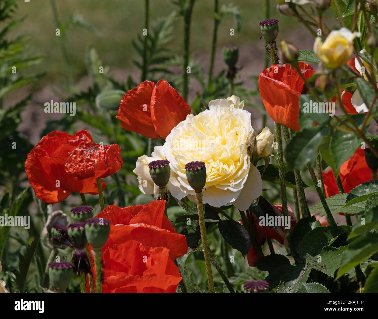 Rose seed heads hi-res stock photography and images - Alamy