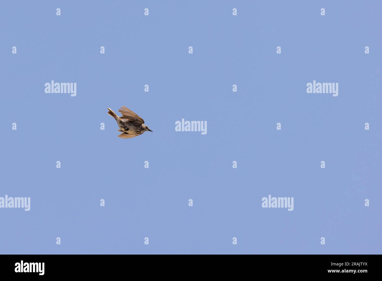 European rock pipit Anthus petrosus, adult in display flight, Portland ...