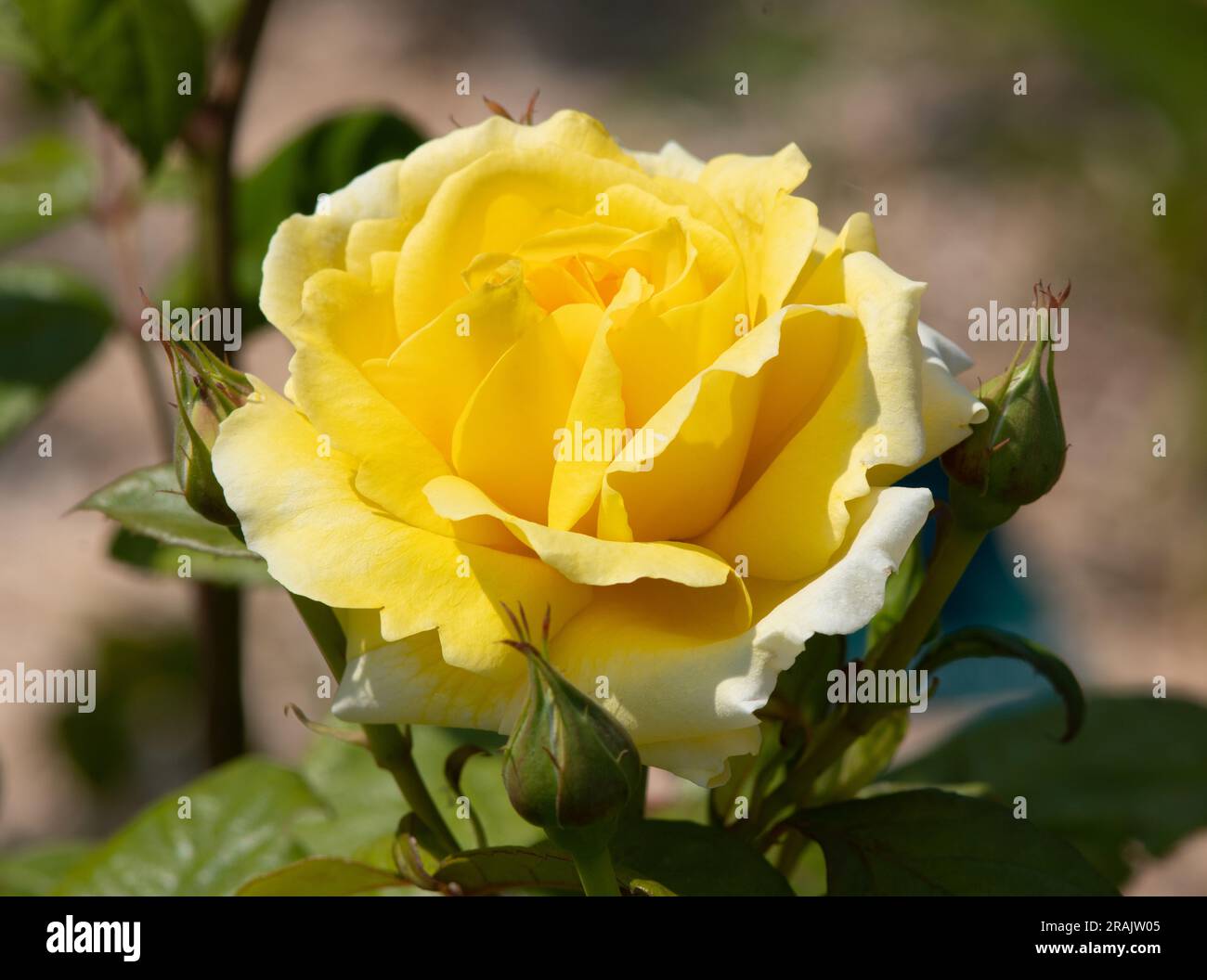 Michelangelo flowers hi-res stock photography and images - Alamy