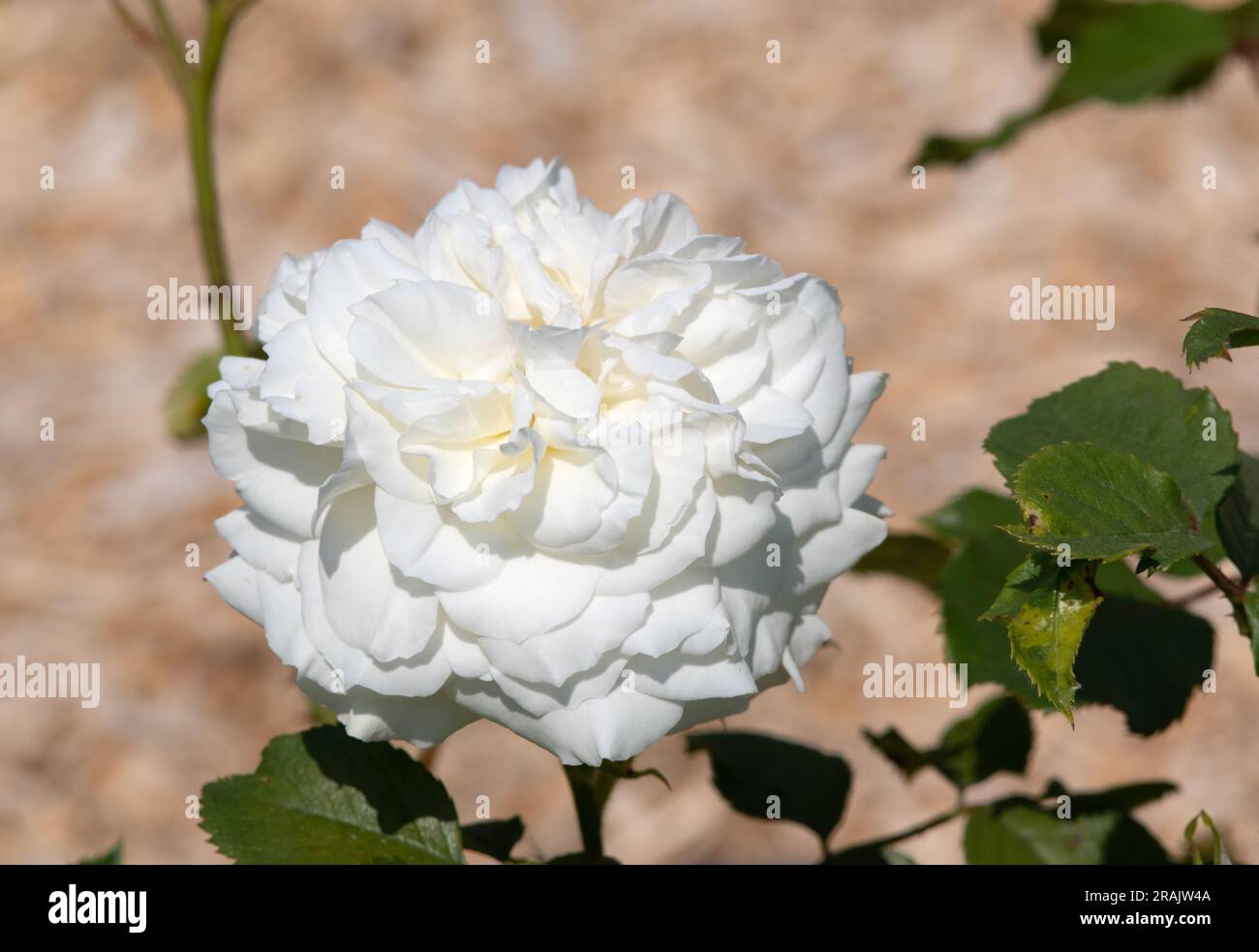 Clos fleuri blanc hi-res stock photography and images - Alamy