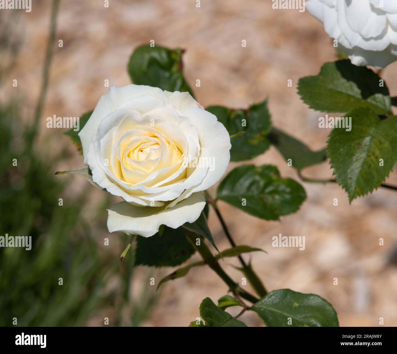 Clos fleuri blanc hi-res stock photography and images - Alamy