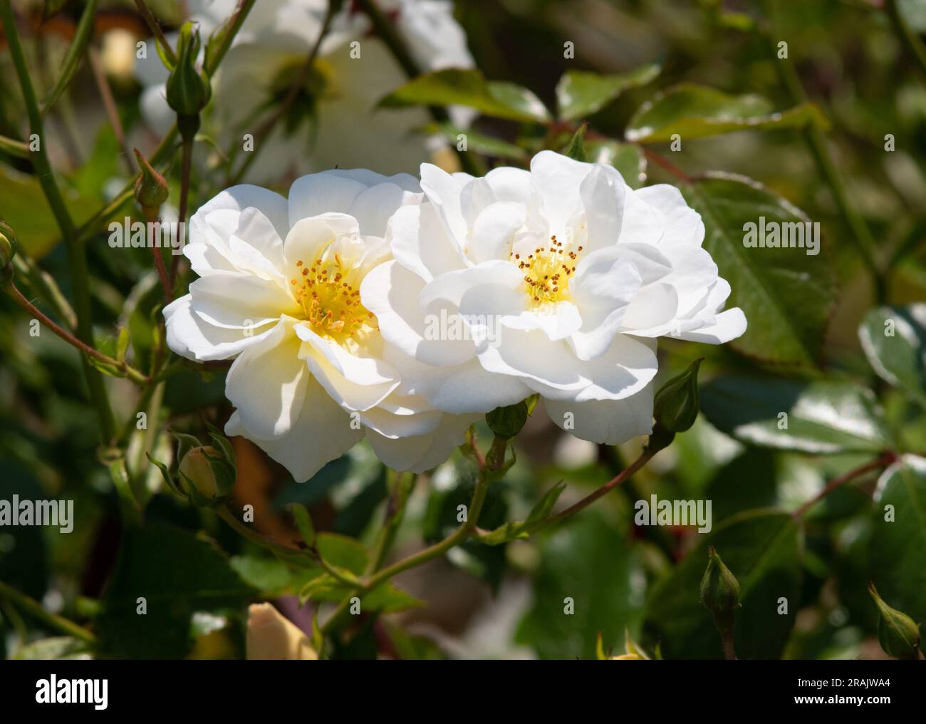 Neige d ete hi-res stock photography and images - Alamy