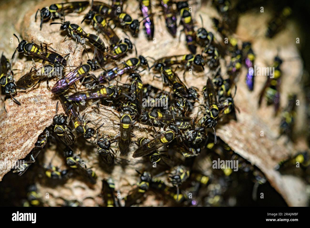 "Camoati", swarm-founding eusocial wasps (Polybia occidentalis) from ...