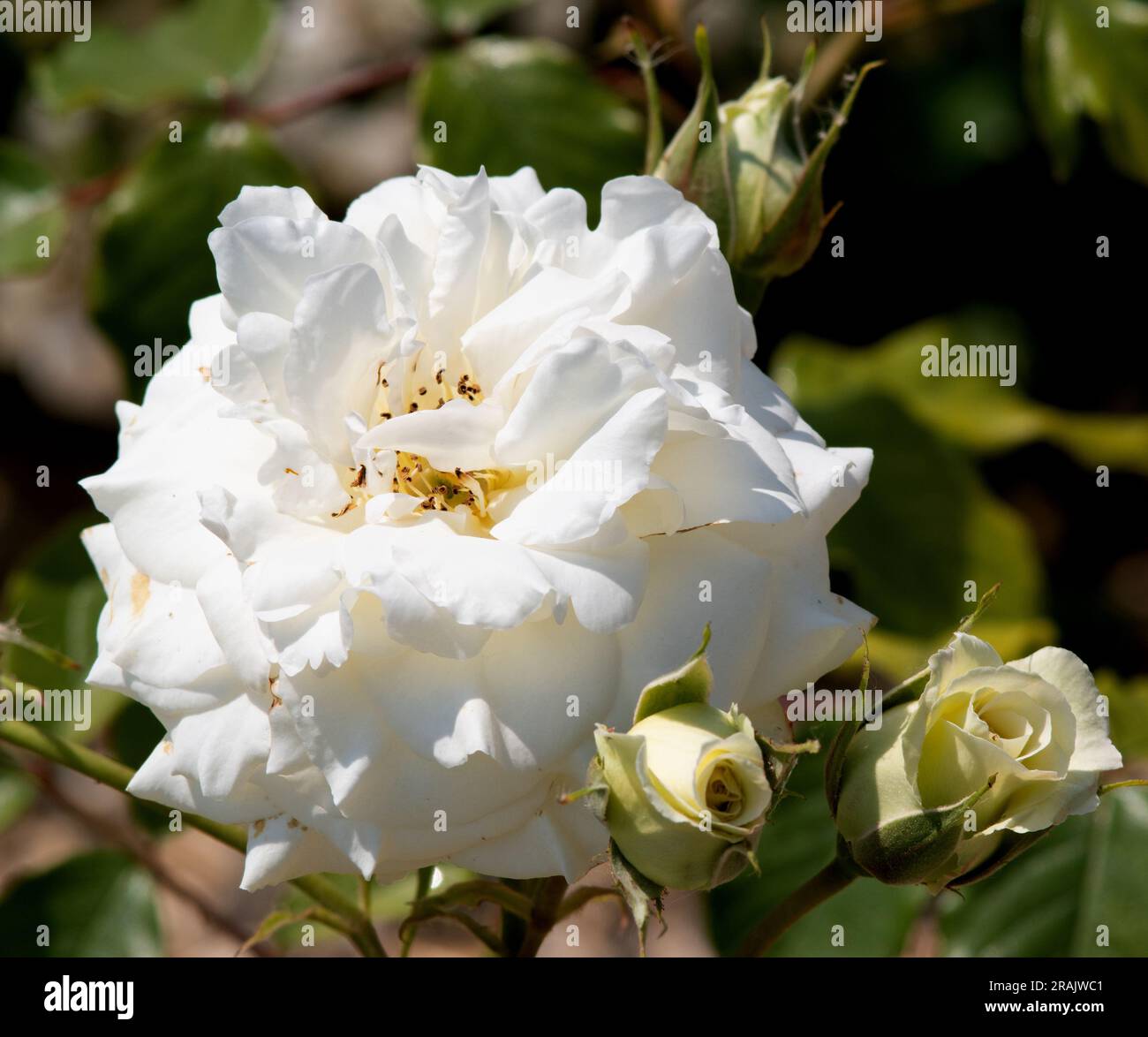 Floribunda blanc hi-res stock photography and images - Alamy