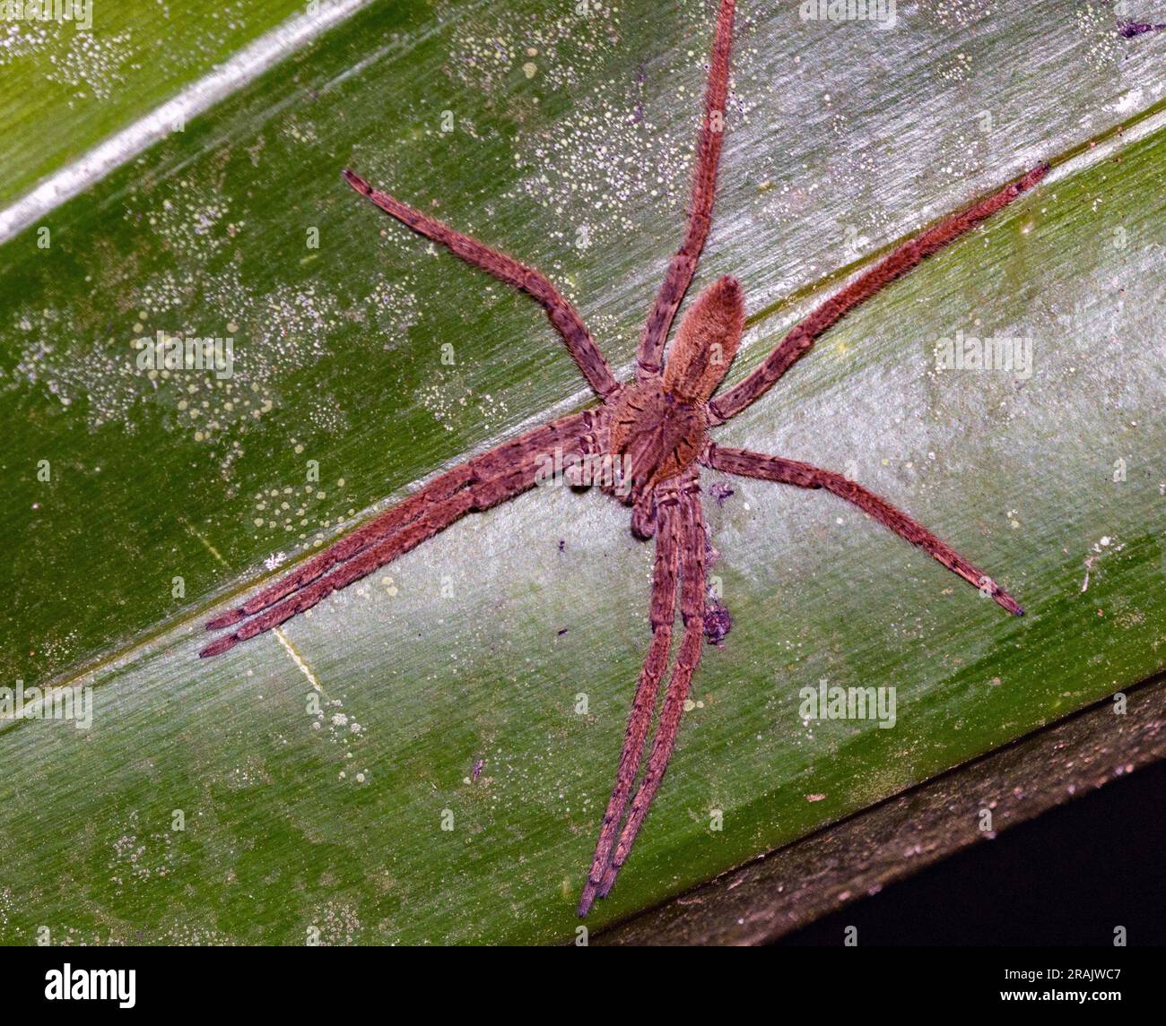 Spot-legged bromeliad spider (Cupiennius getazi) from Corcovado, Osa ...
