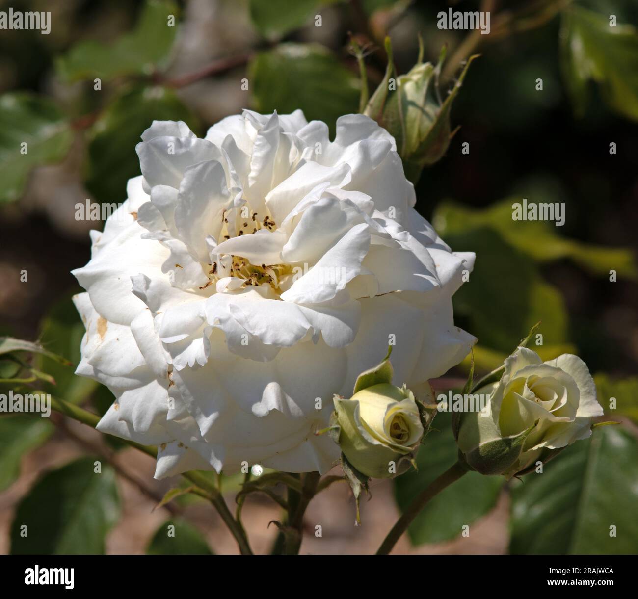 Rosa 'Clos Fleuri Blanc' Stock Photo - Alamy