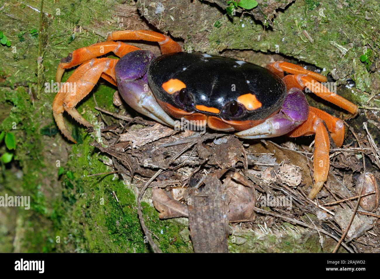 Crusta cea hi-res stock photography and images - Alamy