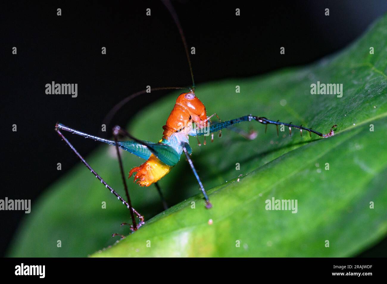 The colourful katydid Arachnoscelis (Centrophisis) feroxnotha from ...