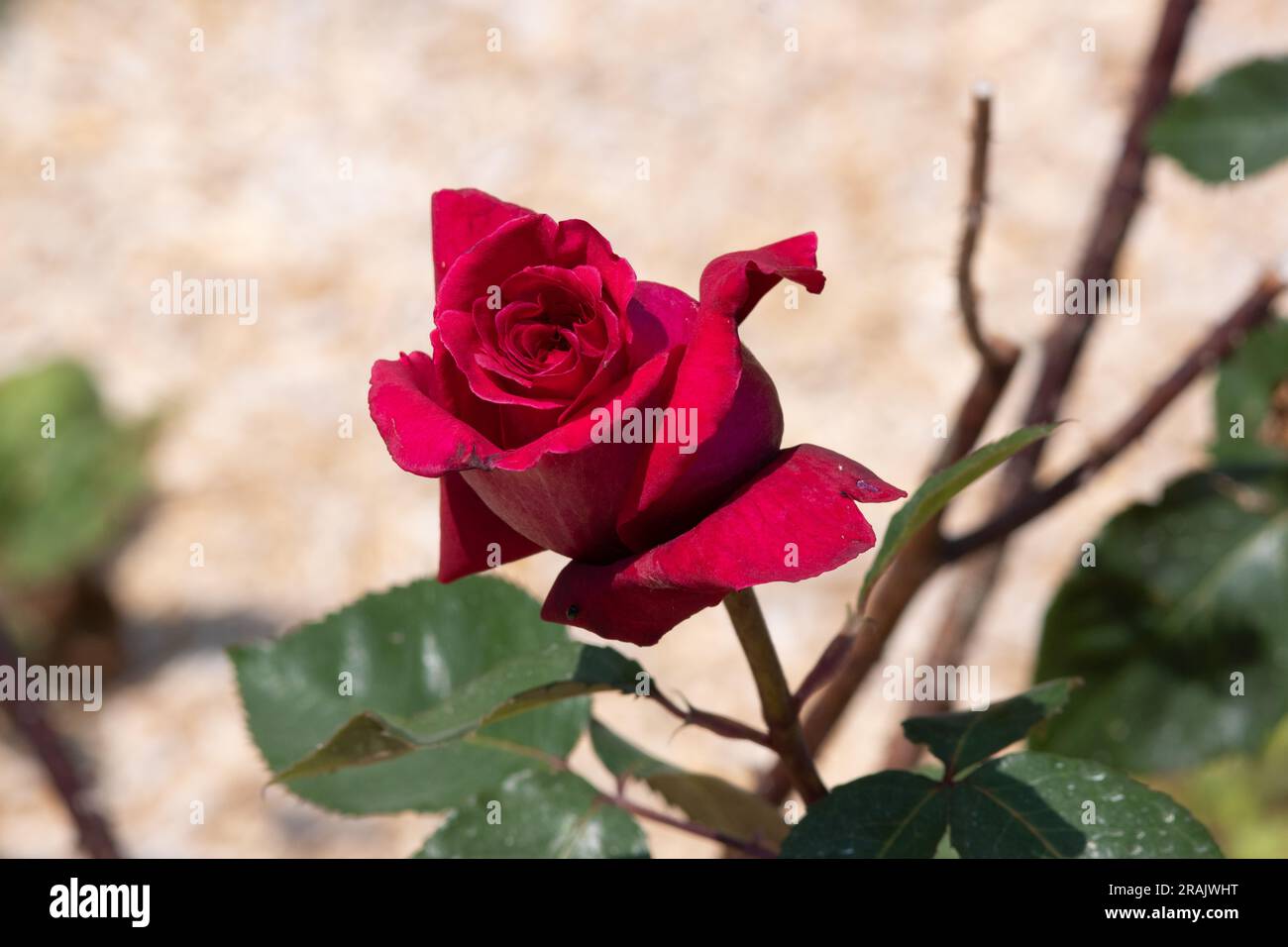 Opening red rose flower hi-res stock photography and images - Alamy