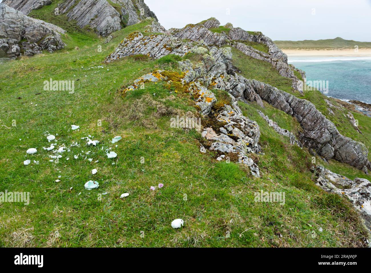 European shag Gulosus aristotelis, broken eggs scattered on clifftop ...