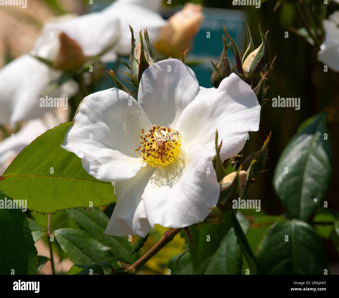 White rose bloom sally holmes hi-res stock photography and images - Alamy