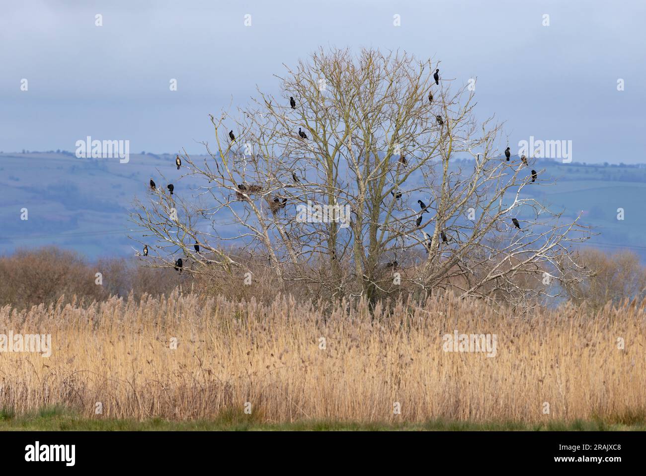 Catcott lows national nature reserve hi-res stock photography and ...