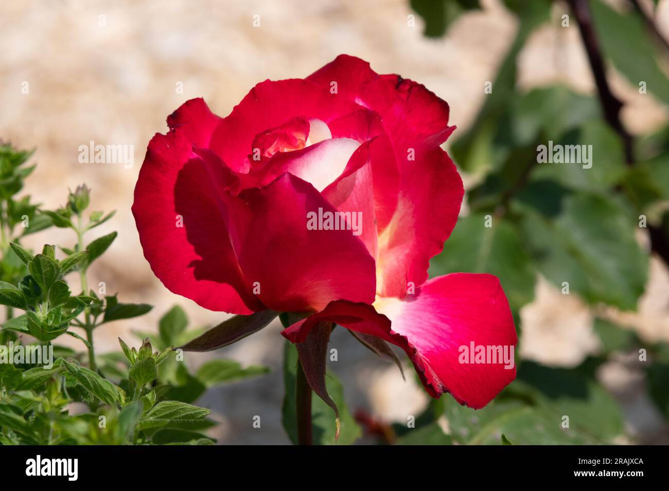 Rosa Double Delight Stock Photo - Alamy