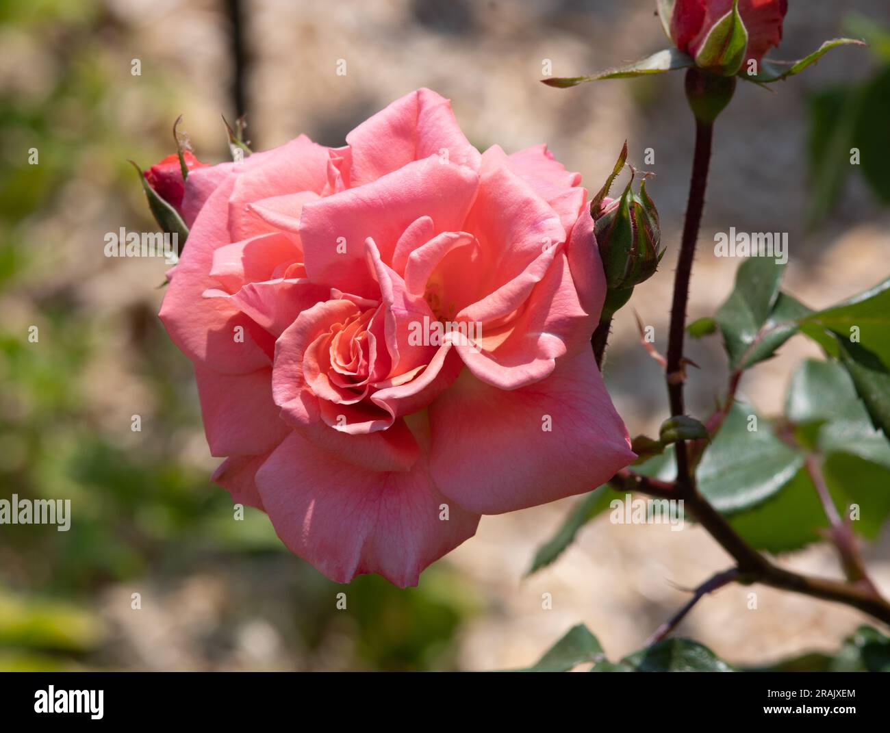 Kalinka hi-res stock photography and images - Alamy