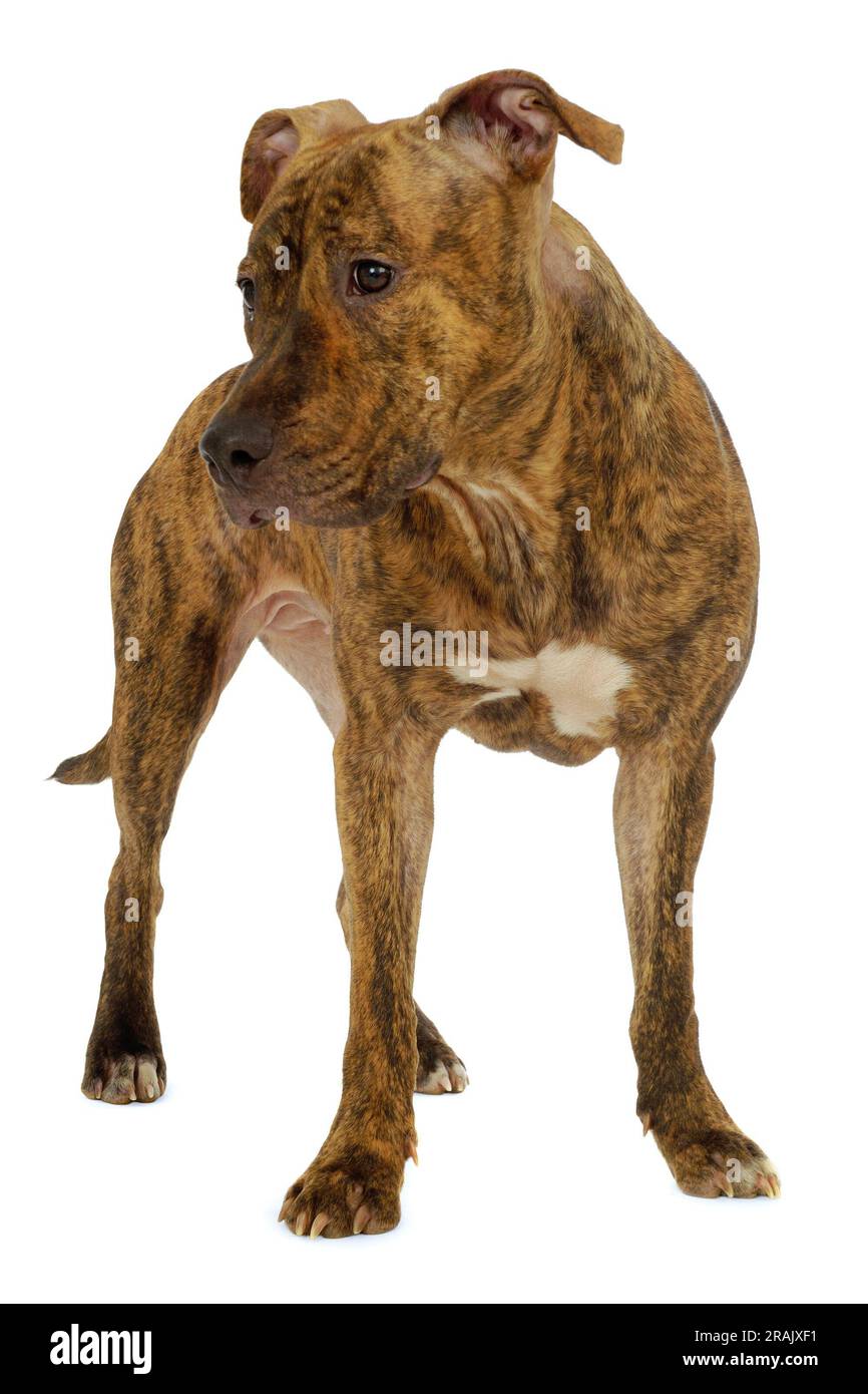 Staffordshire terrier dog standing on a clean white background Stock ...