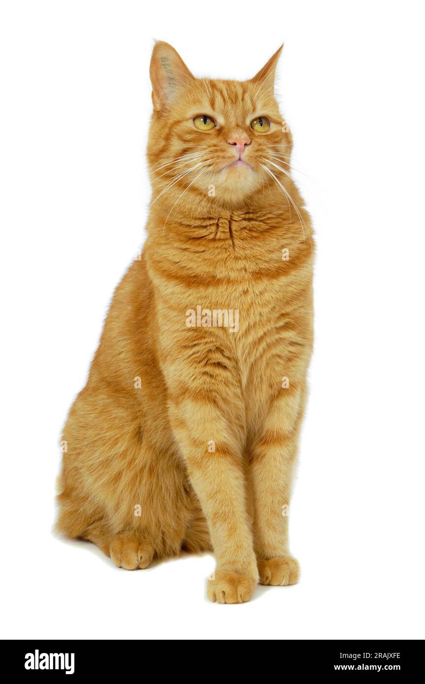 Cute tiny kitten sitting Cut Out Stock Images & Pictures - Alamy