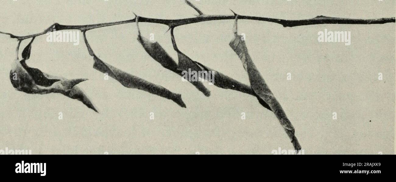 "The effects of desiccating winds on citrus trees" (1930 Stock Photo ...