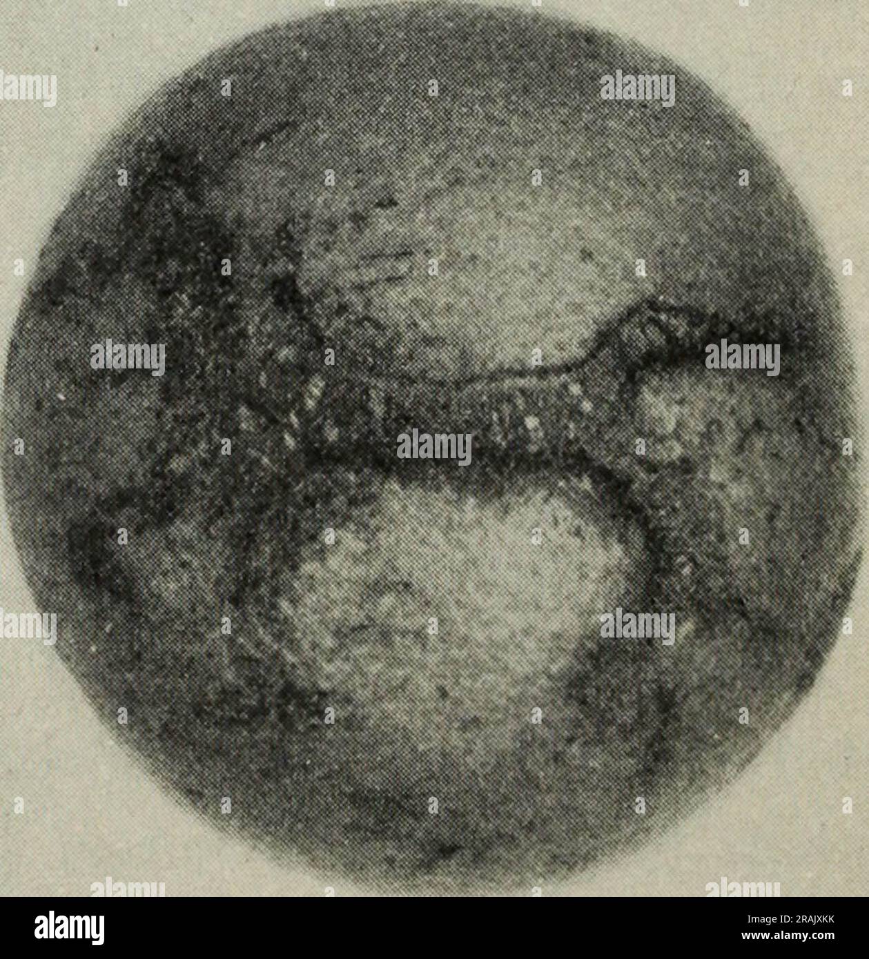 "The effects of desiccating winds on citrus trees" (1930 Stock Photo ...