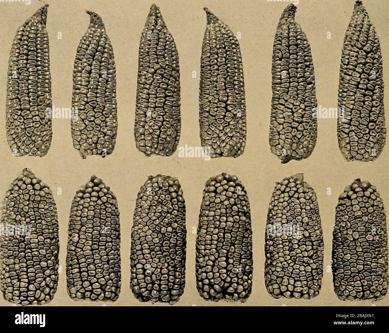 "The effects of inbreeding and crossbreeding upon development" (1918 ...