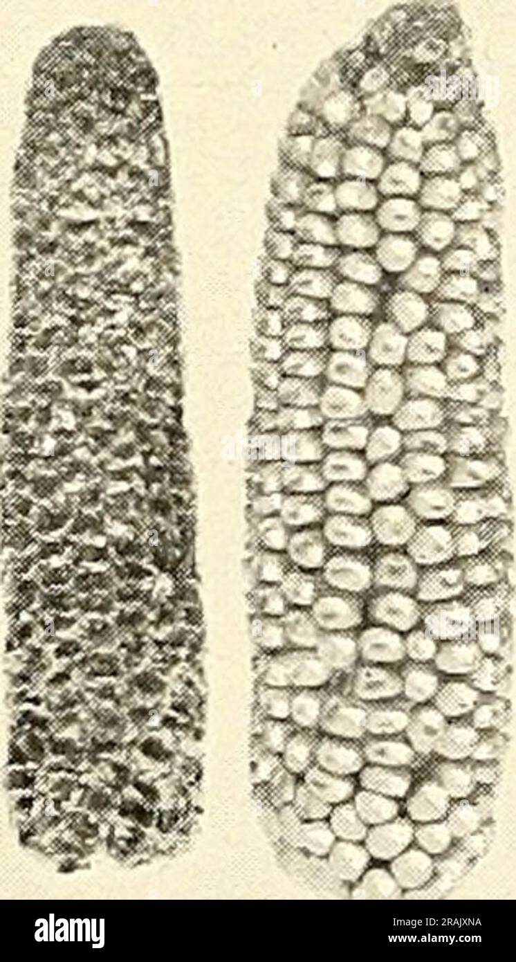 "The effects of inbreeding and crossbreeding upon development" (1918 ...