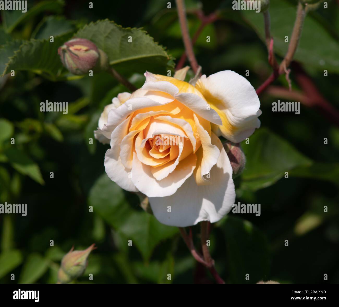Beauty of the flower hi-res stock photography and images - Alamy