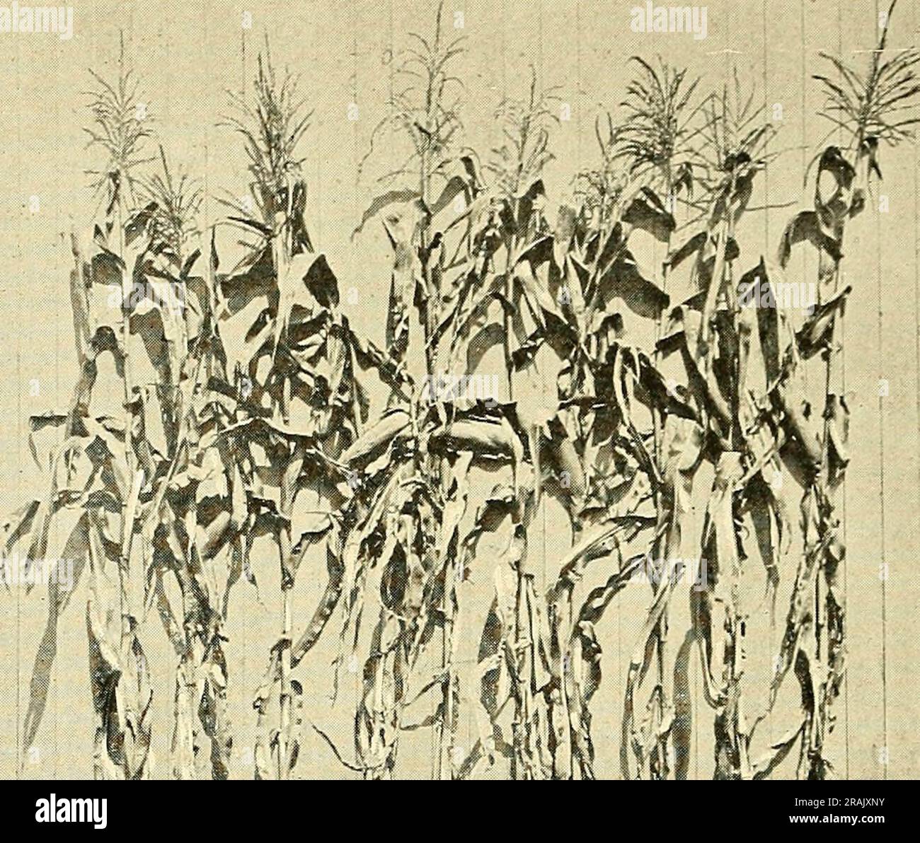 "The effects of inbreeding and crossbreeding upon development" (1918 ...