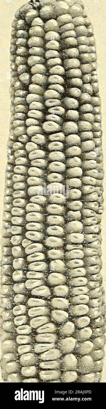 "The effects of inbreeding and crossbreeding upon development" (1918 ...