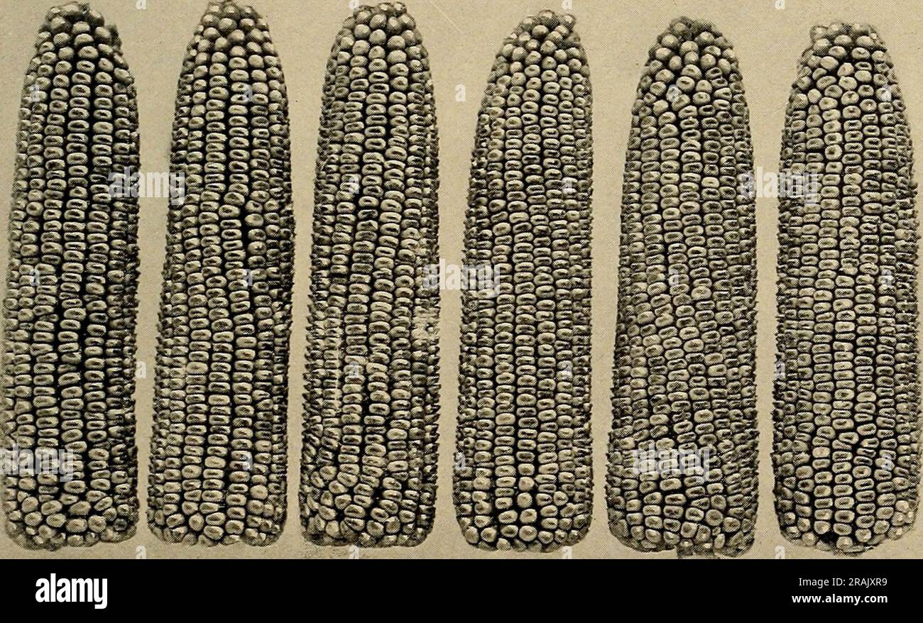 "The effects of inbreeding and crossbreeding upon development" (1918 ...