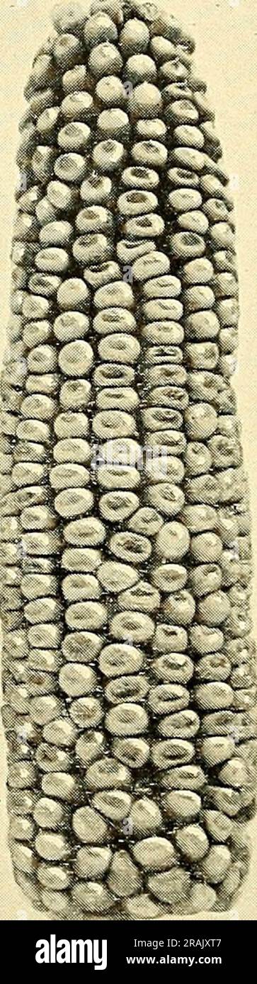 "The effects of inbreeding and crossbreeding upon development" (1918 ...