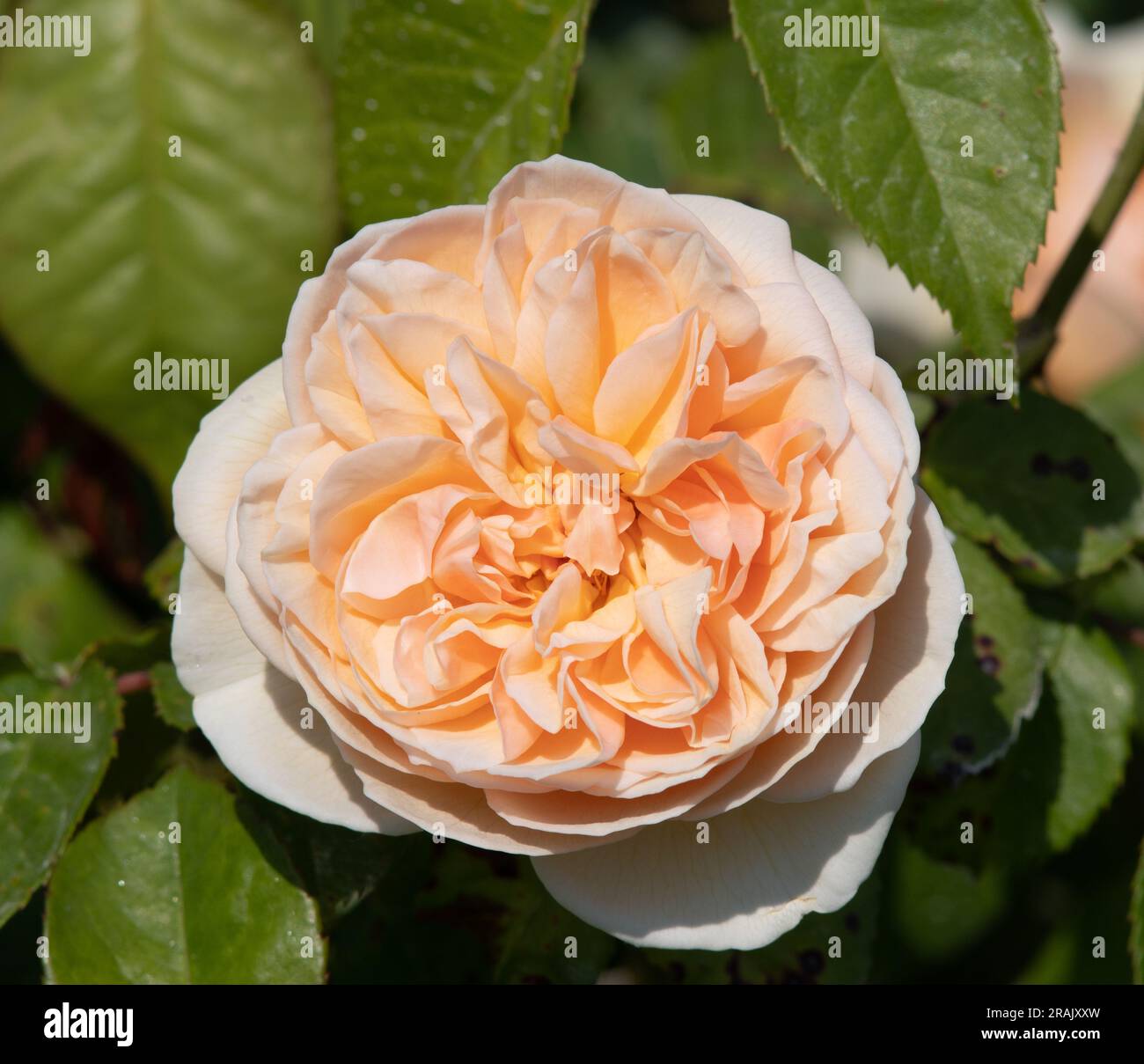 Rosa Sweet Juliet Stock Photo - Alamy