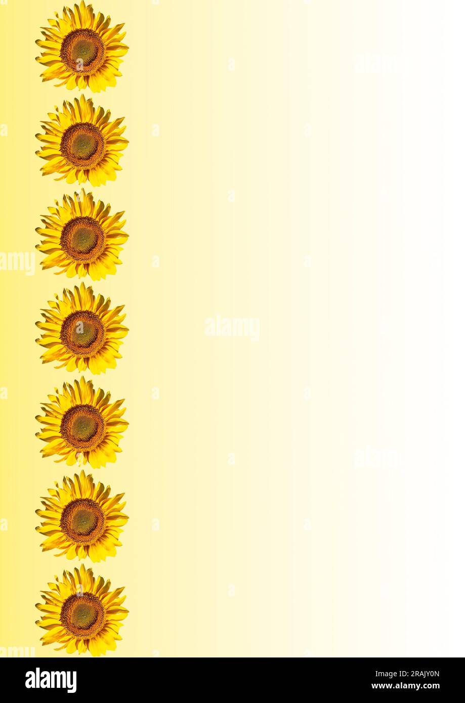 Template for text with flowers of blooming sunflowers. Blooming ...