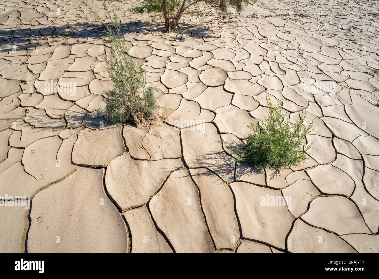 Drought Africa in a river. Dramatic cracked mud earth in a dry riverbed ...