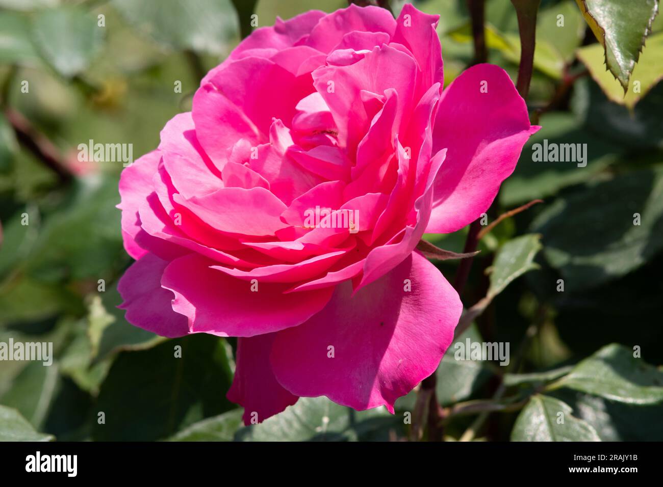 Sylvie vartan hi-res stock photography and images - Alamy