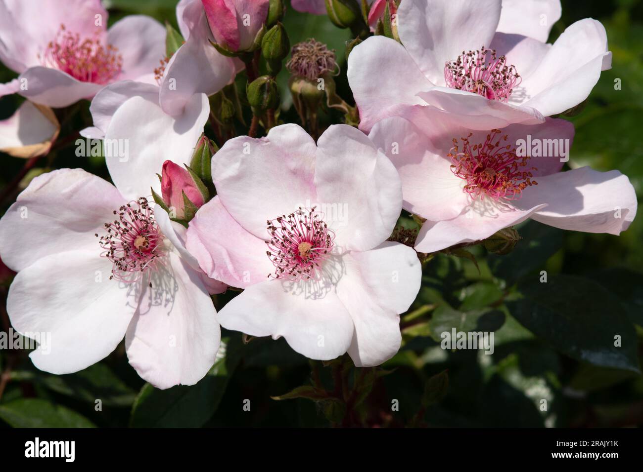 Astronomia rose hi-res stock photography and images - Alamy