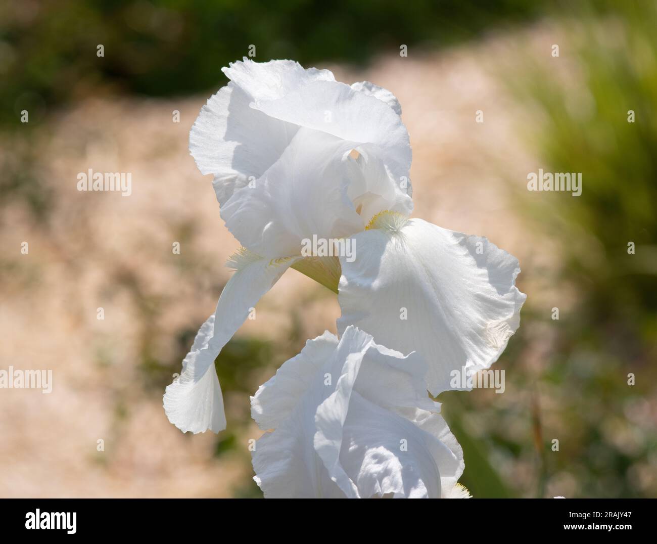 White knight hi-res stock photography and images - Alamy