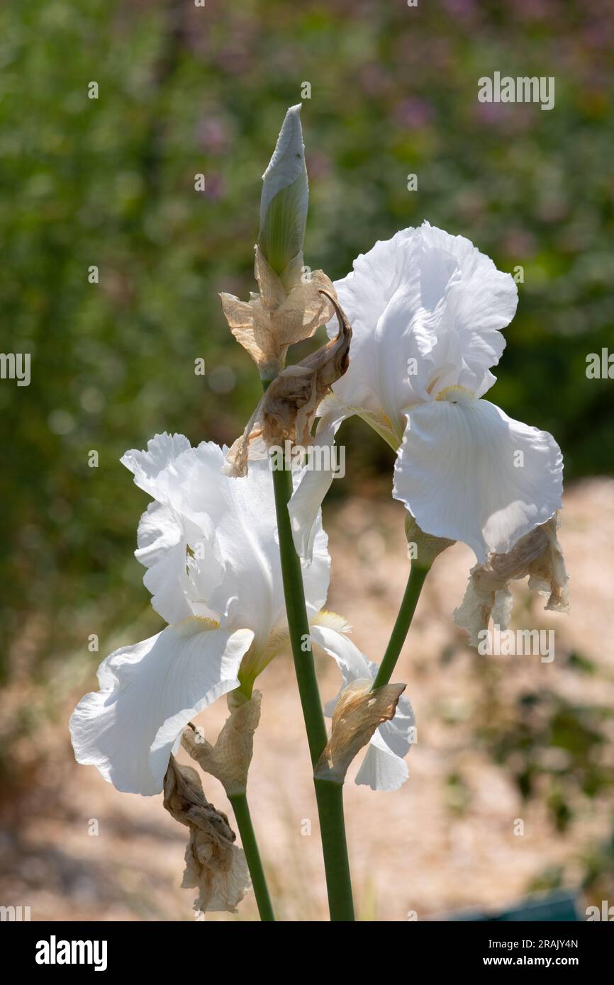 Iris White Knight Stock Photo - Alamy