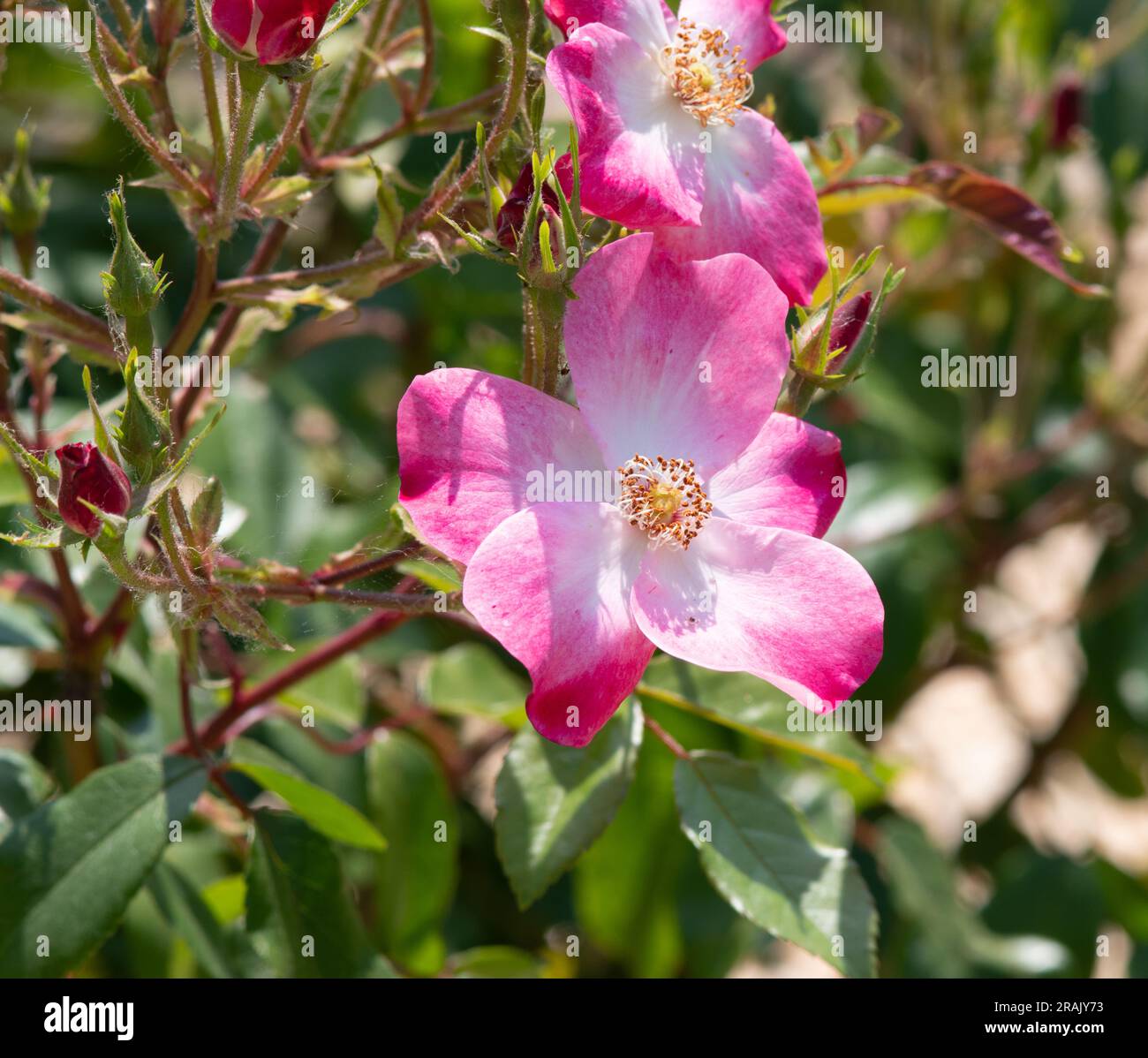 Rose rosa rush hi-res stock photography and images - Alamy