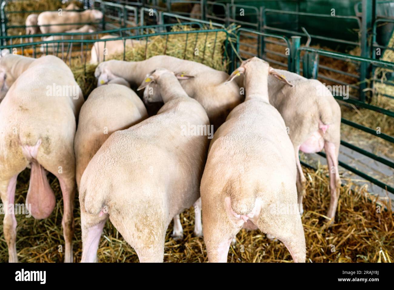 Rear view of sheep and ram in paddock at livestock farm Stock Photo - Alamy