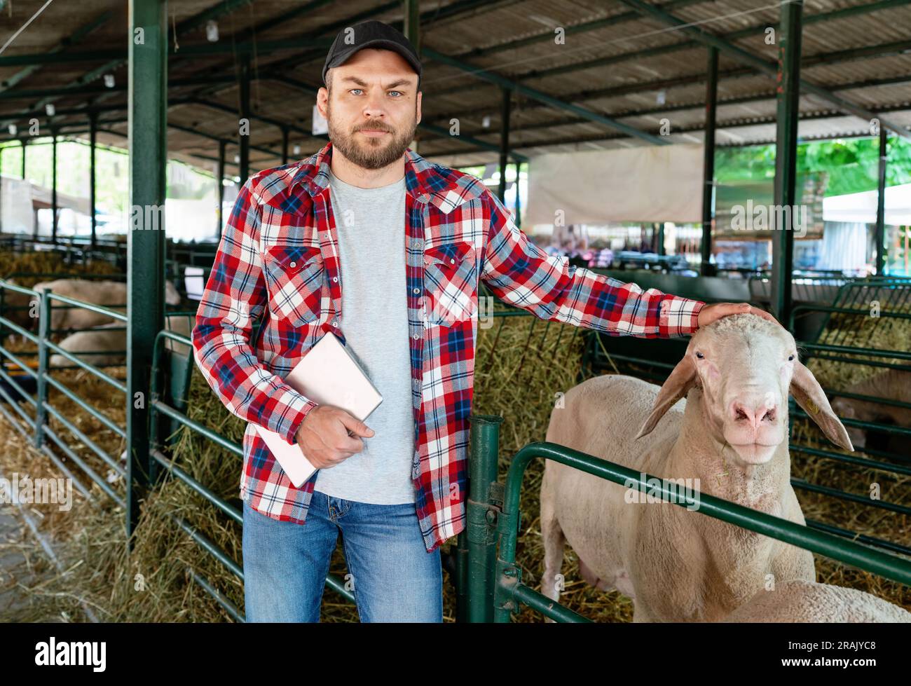 Portrait farmer and ram in paddock in countryside, livestock farming ...