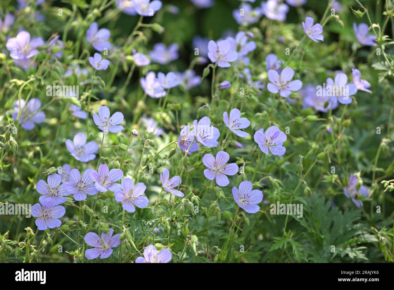 Hardy geranium 'Blue Cloud' in flower Stock Photo - Alamy
