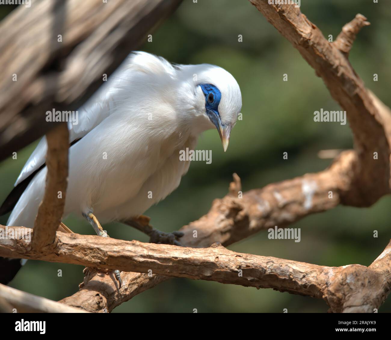 Bali myna perched on a branch Stock Photo - Alamy