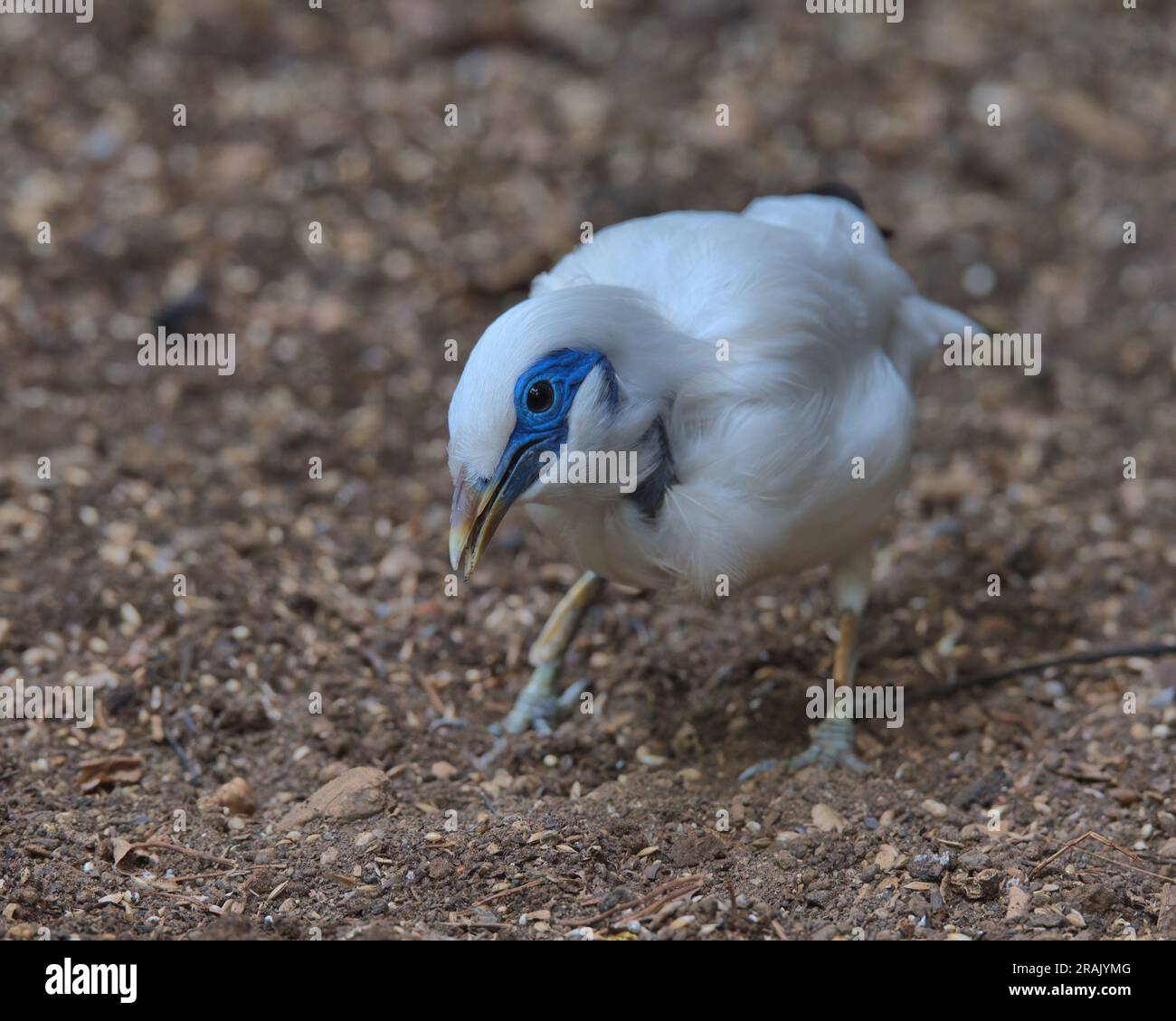 Bali myna looking for food on the floor Stock Photo - Alamy