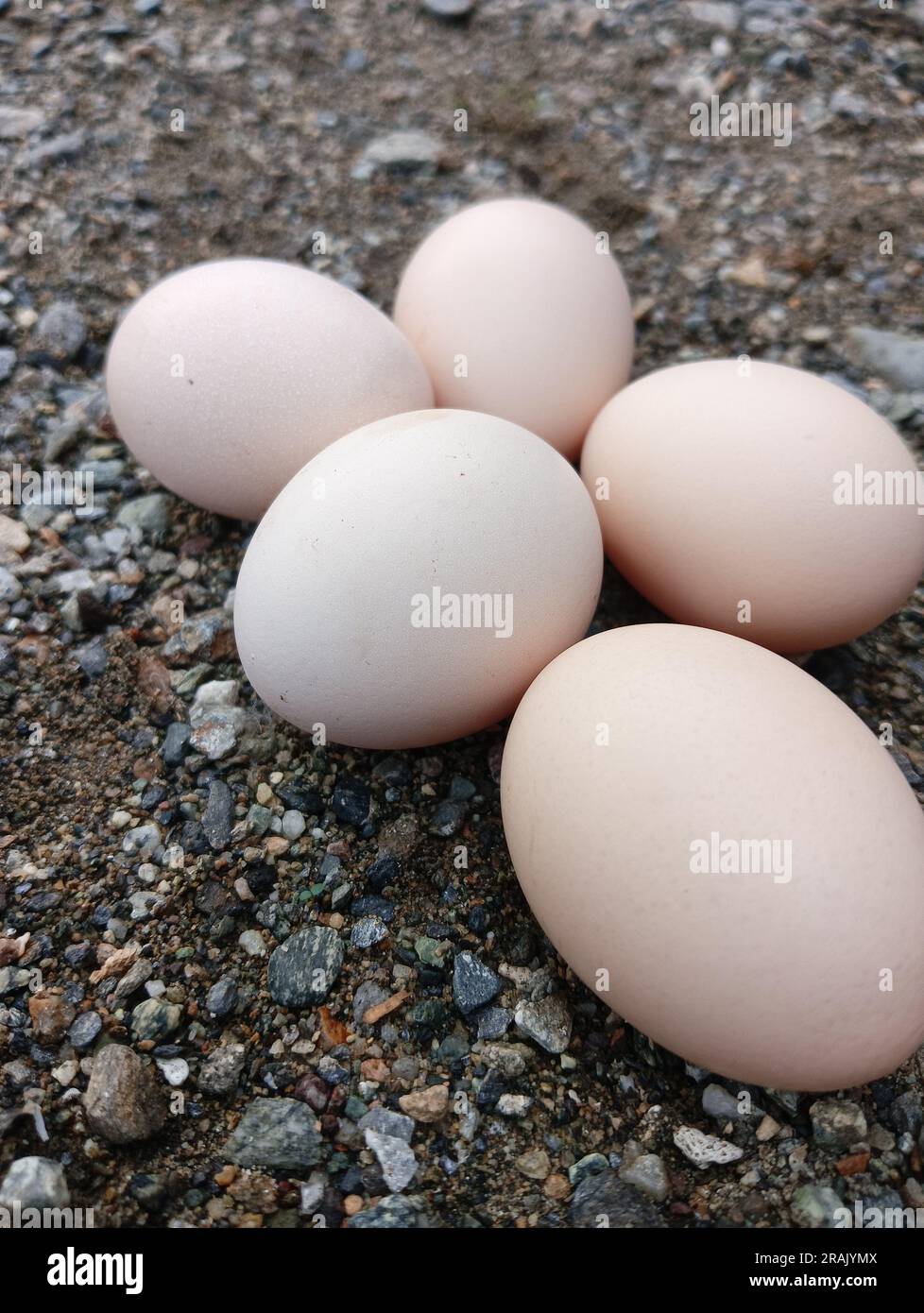 Five fresh ivory white free-range chicken eggs on rocky sand Stock ...