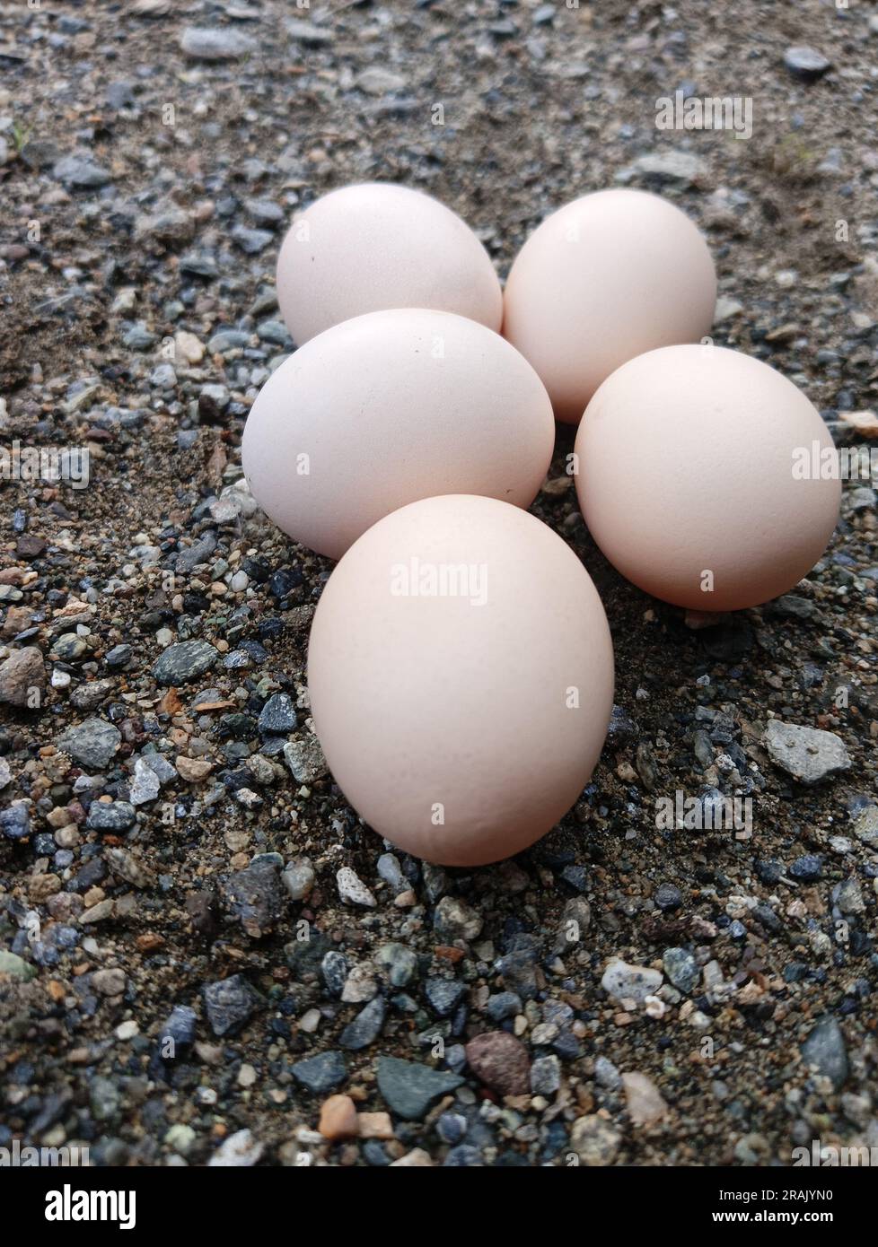 Five fresh ivory white free-range chicken eggs on rocky sand Stock ...