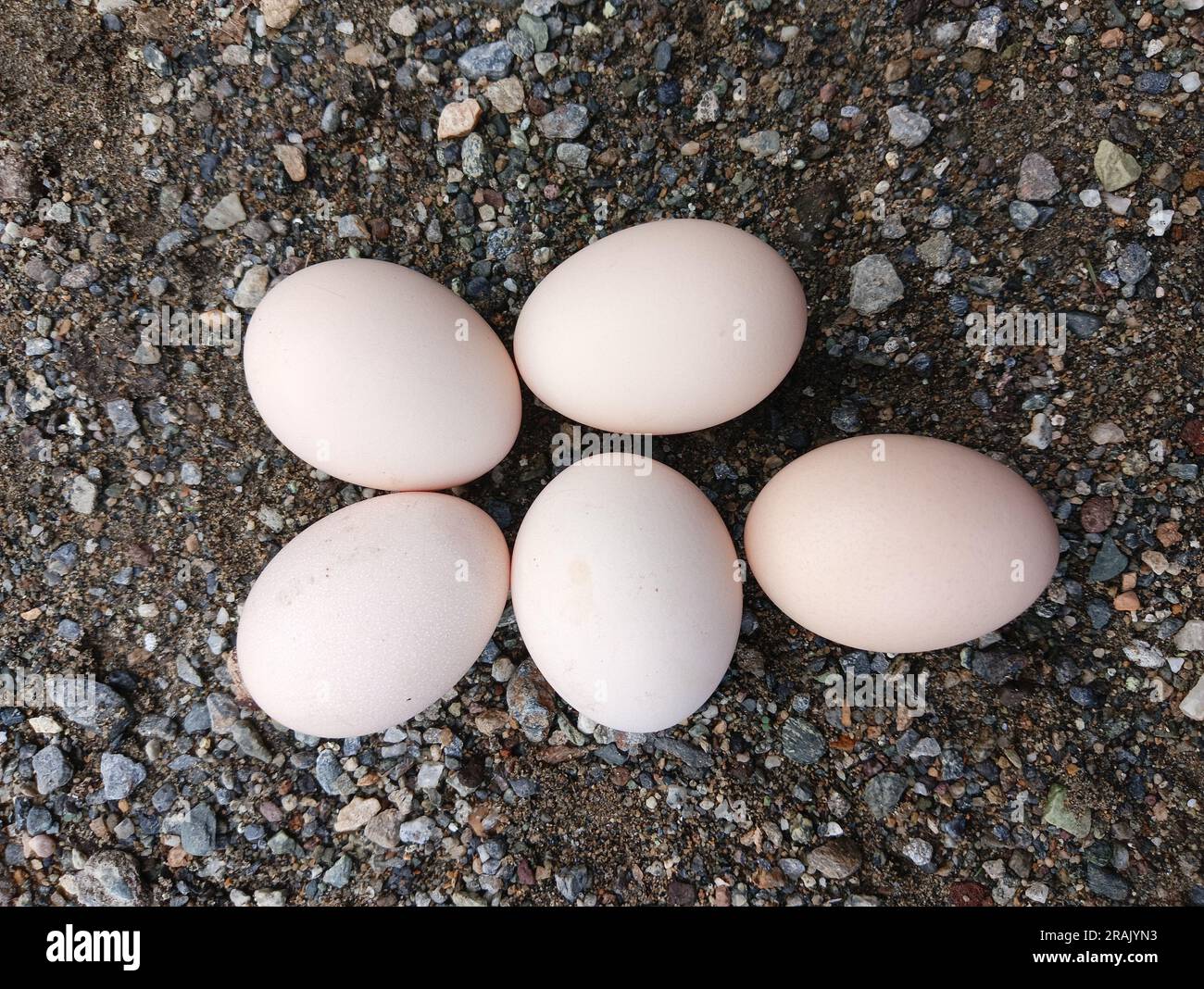 Five fresh ivory white free-range chicken eggs on rocky sand Stock ...
