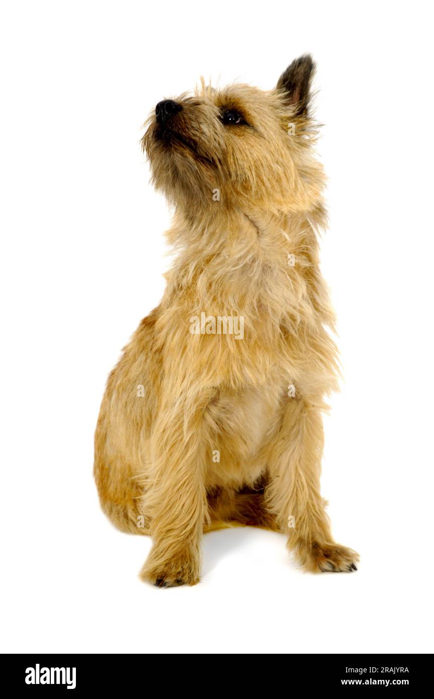 Sweet dog is sitting on a white background. The breed of the dog is a ...