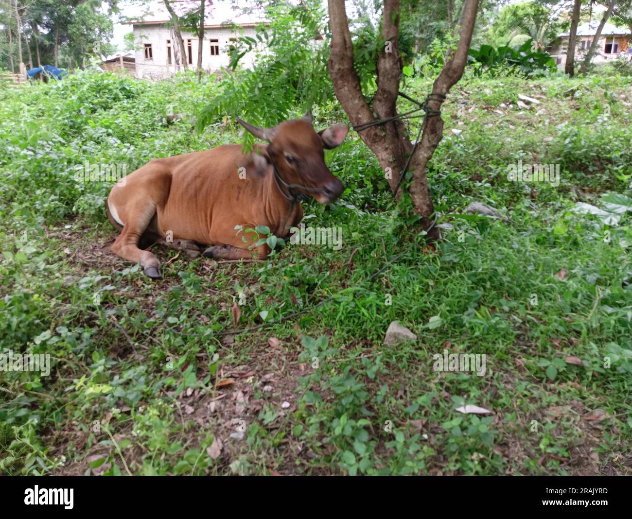 A medium-sized brown cow that is tied to a tree Stock Photo - Alamy